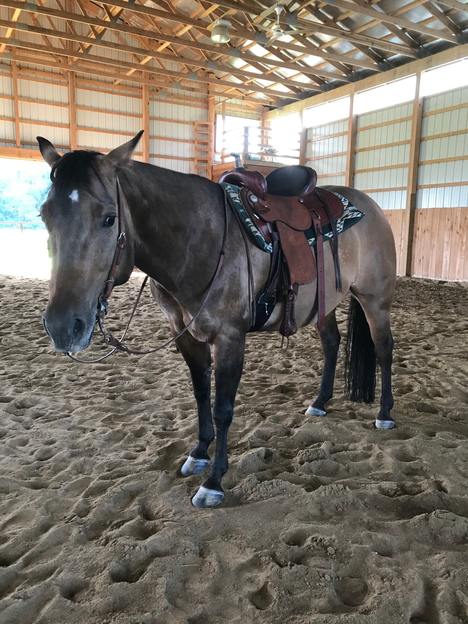 Gallery – Echo Pines Equine